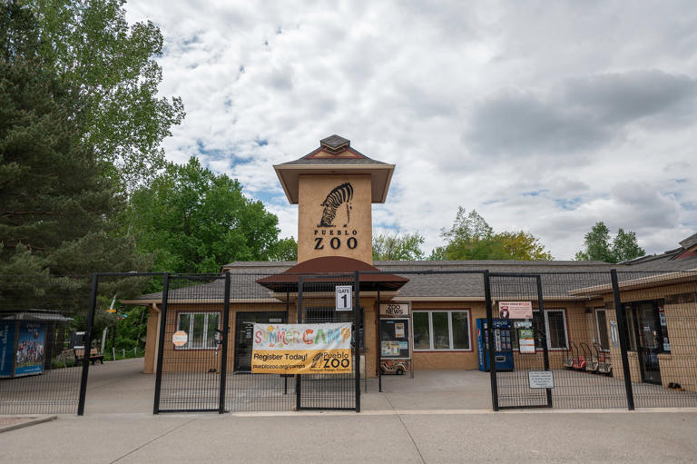 Baby bison and African penguin among new additions at the Pueblo Zoo