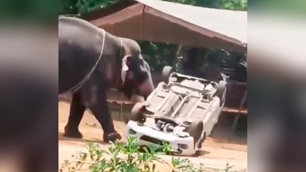 Angry elephant goes on rampage and knocks over cars