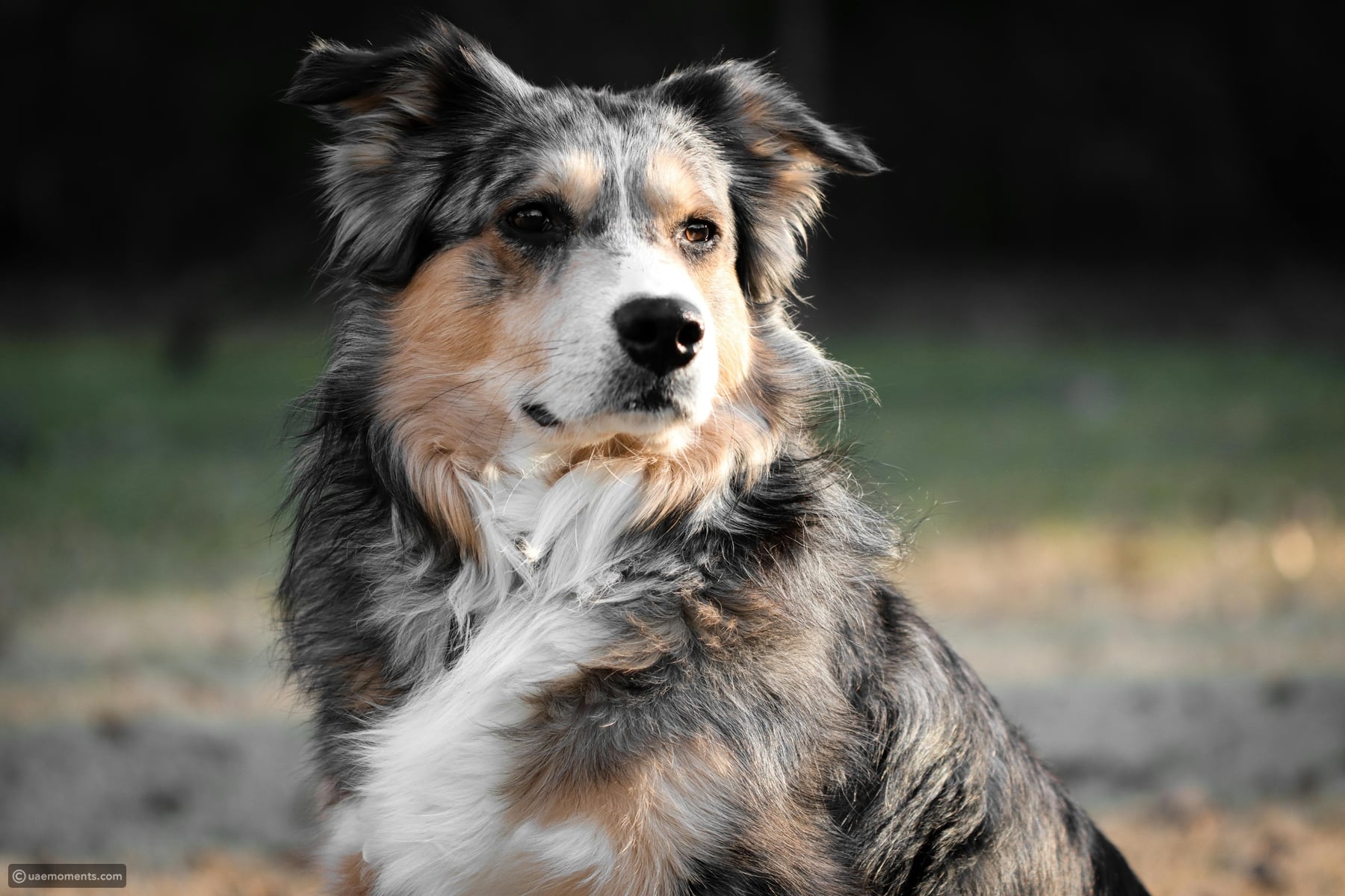 10 rare dog breeds that stand out for their distinct history and character