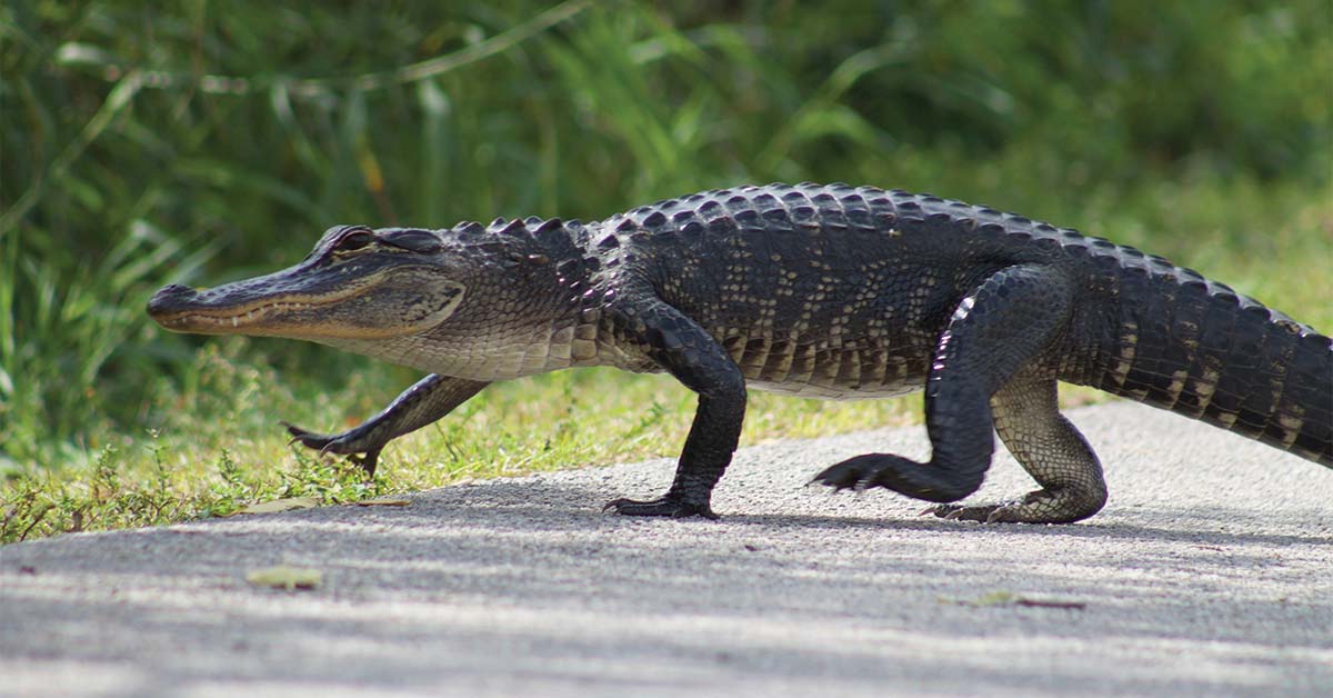 15 people share their weirdest ever Florida experiences
