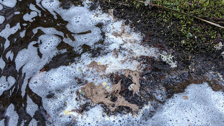 Fish, eels and birds killed in suspected river pollution incident