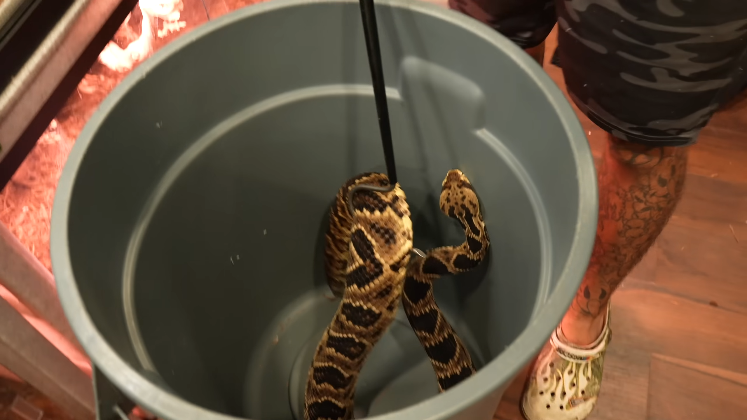 This snake is already coiled - that means it’s ready to strike