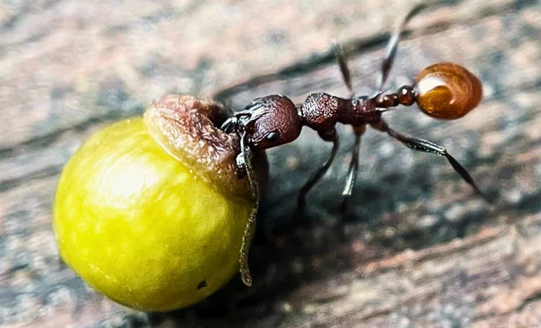An 8-year-old boy spotted “seeds” in his backyard and accidentally ...