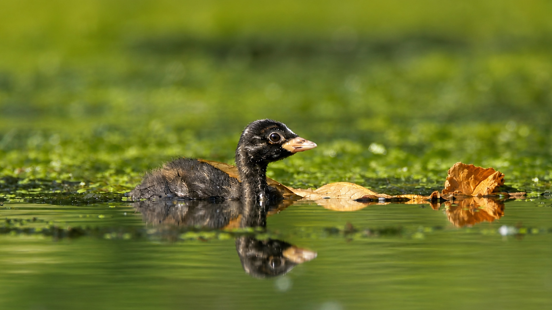 A hidden camera captured life on this still water