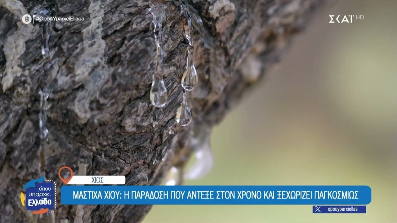 Μαστίχα Χίου: Το πολύτιμο «δάκρυ» που ενώνει γενιές και έχει κάνει το ...
