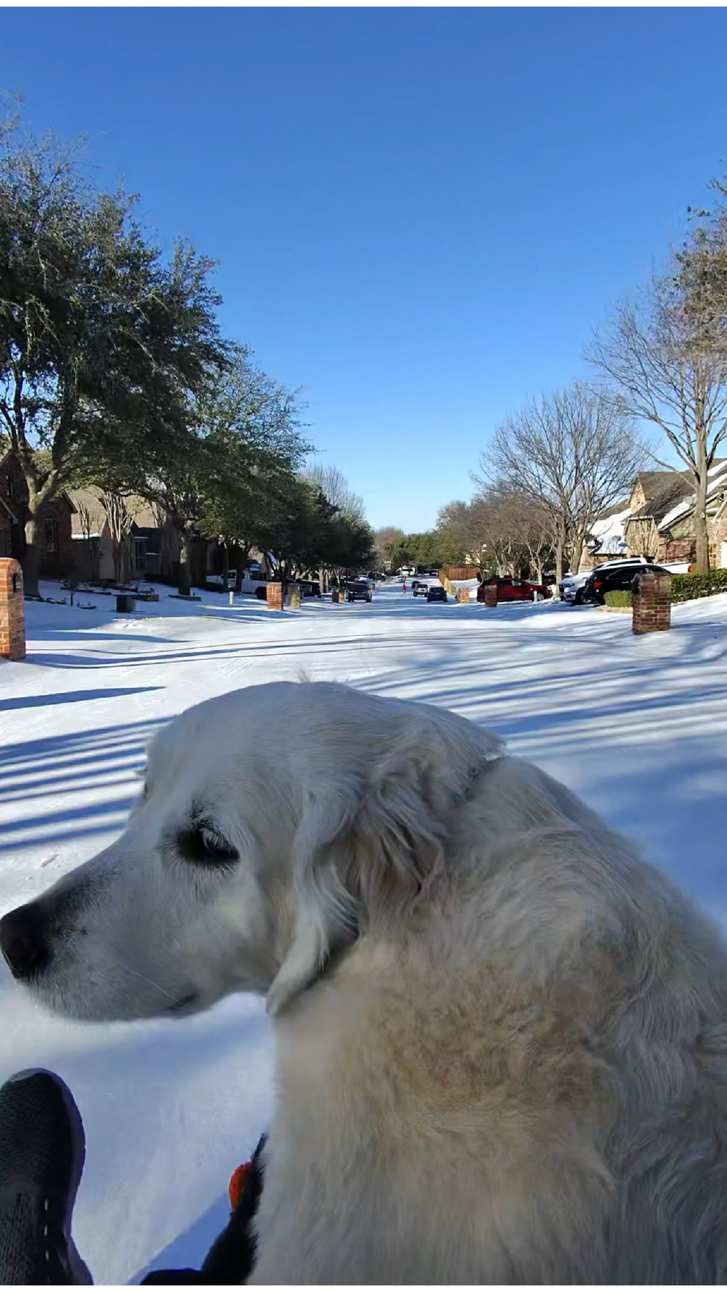 Dog days