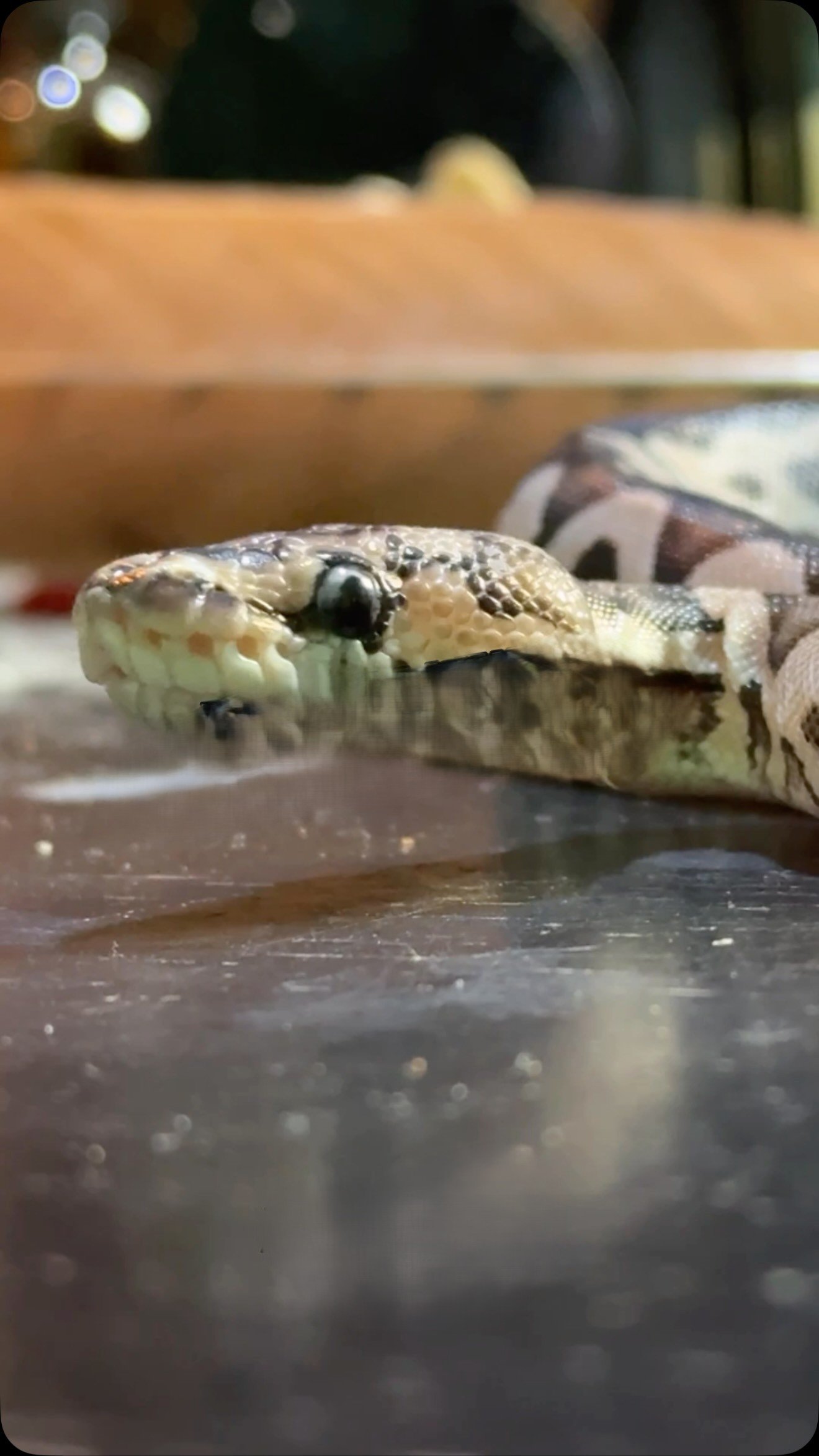 Axanthic clown hatchling from the Molinaro Snake Lab