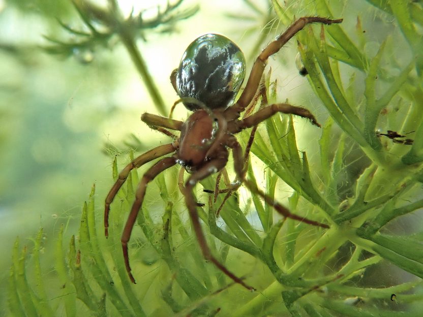 It doesn’t have gills but spends most of its life underwater – thanks ...