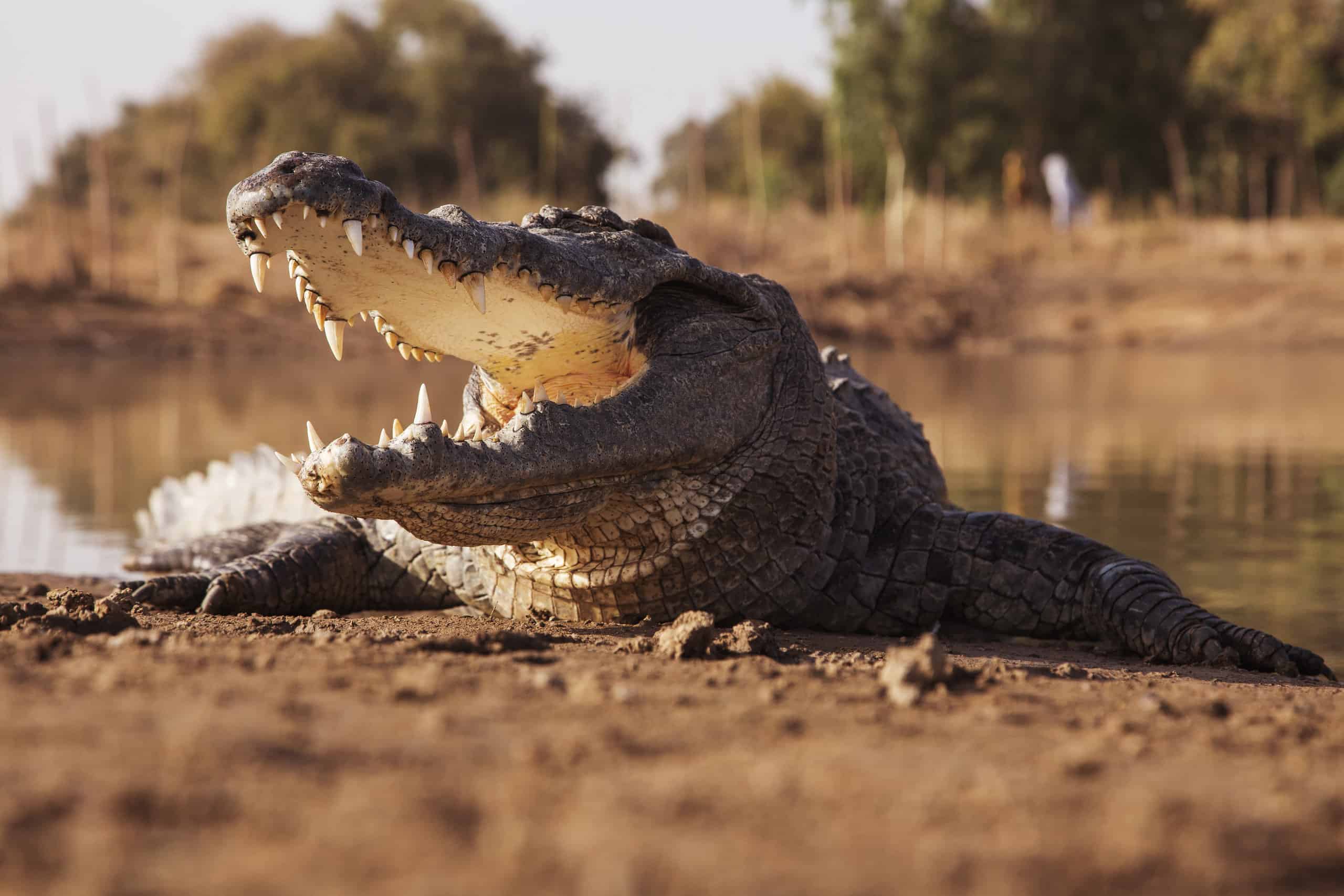 Gustave: The 20-foot croc who escaped every trap and disappeared