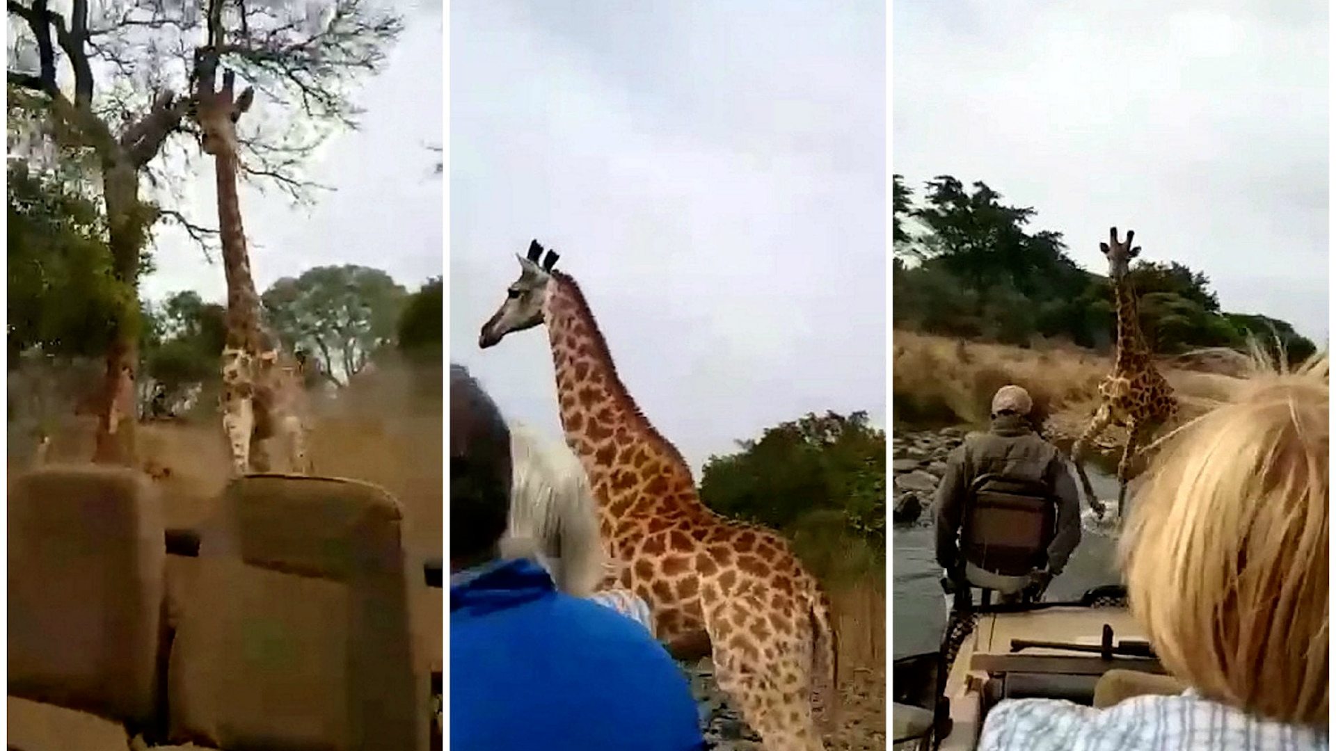 Wind your neck in! - This is the scary moment a very angry giraffe ...