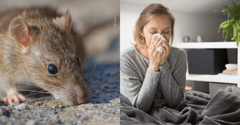 Hantavirus: cuáles son los síntomas y prevención de enfermedades por ...