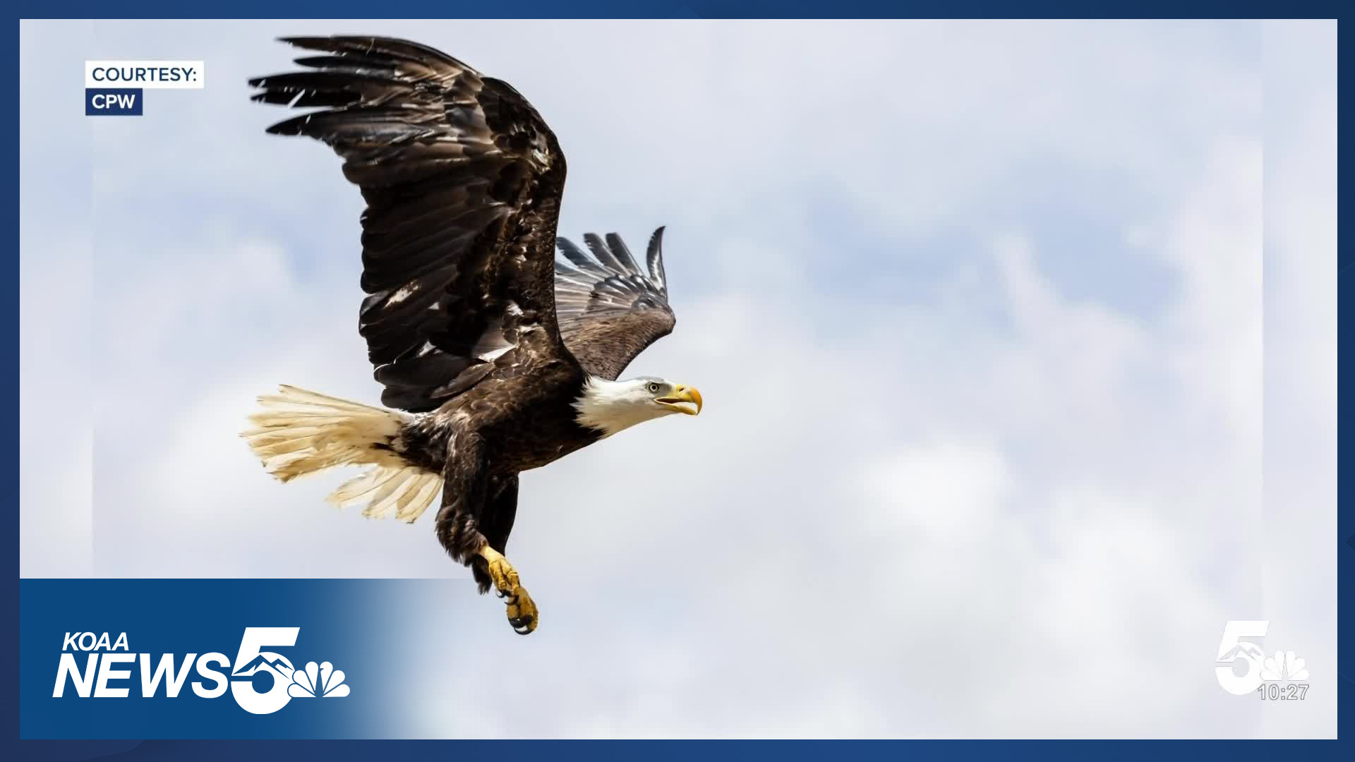 See the moment a rescued bald eagle is released back into the wild