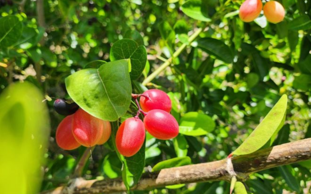 Essa é a fruta mais doce do mundo e existe um motivo: ela muda o sabor ...