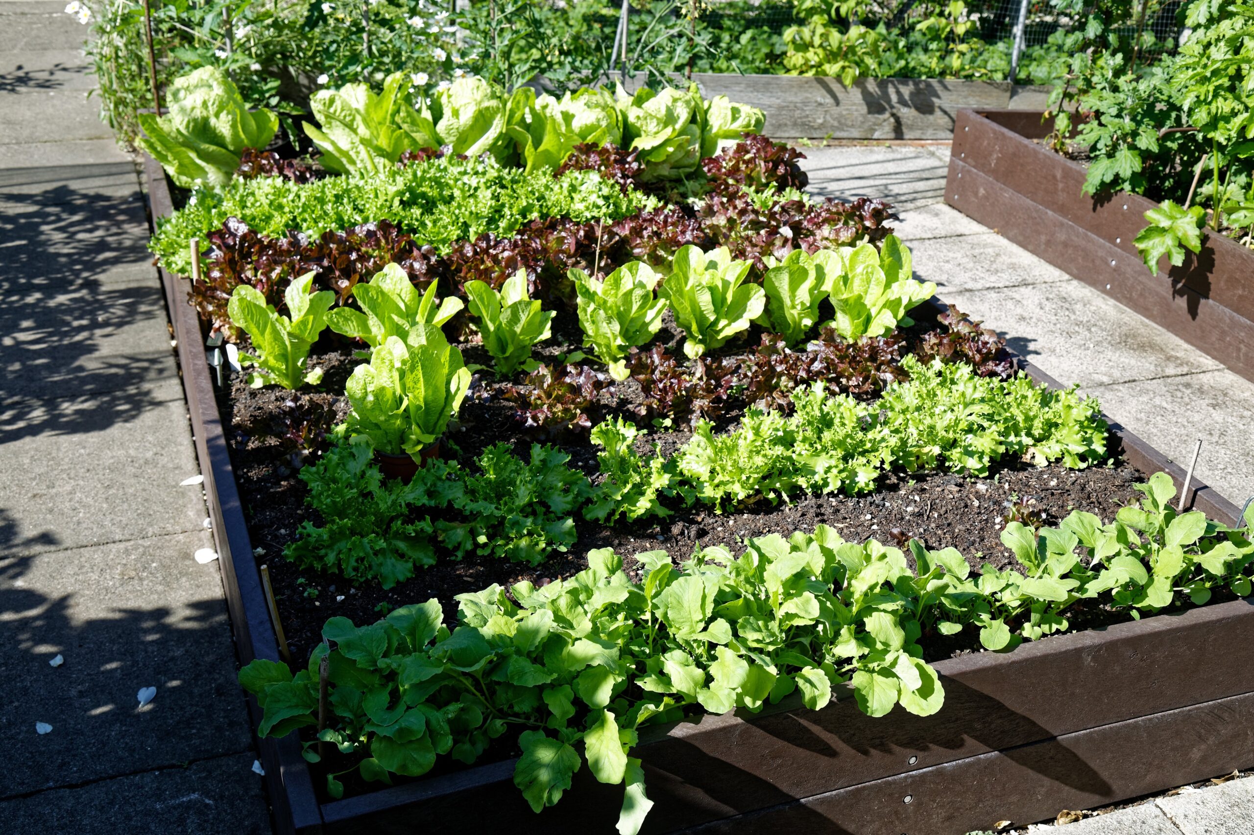 Backyard abundance: 10 small-space layouts for a high-yield garden