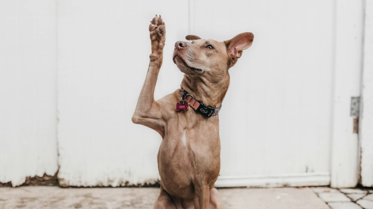 8 things your dog is trying to tell you when he puts his paw on you