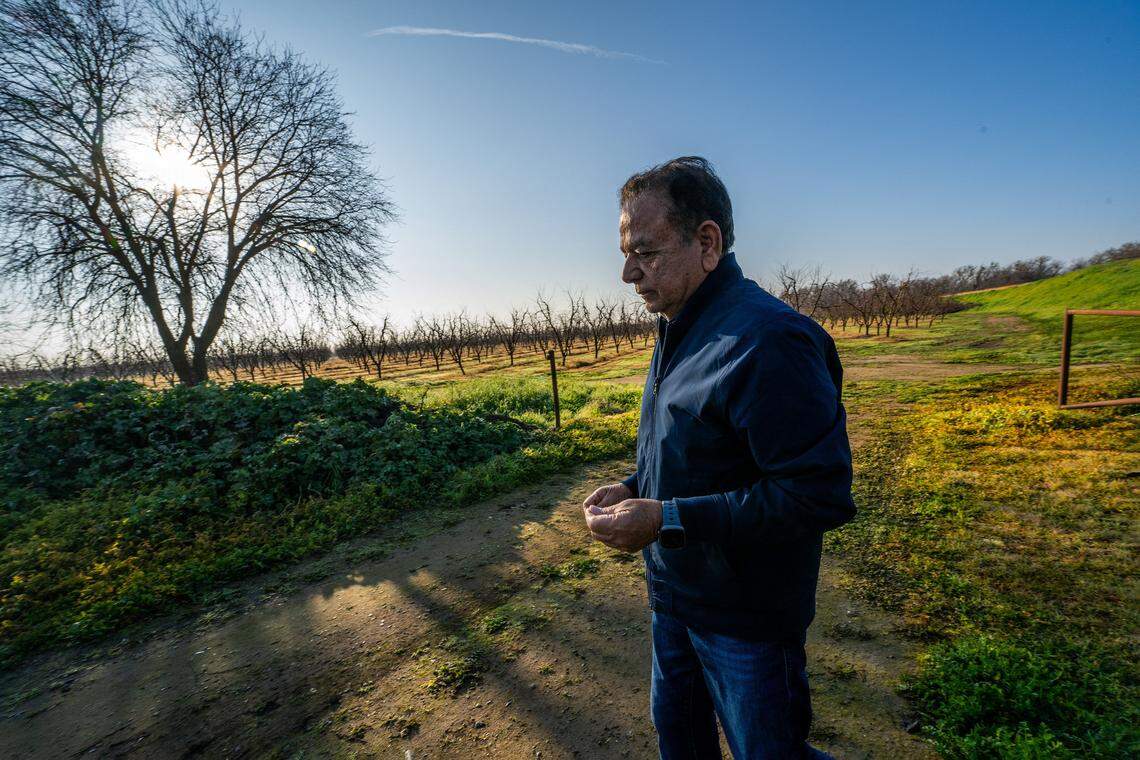 California peach growers get federal aid to pull trees. Here's what to know