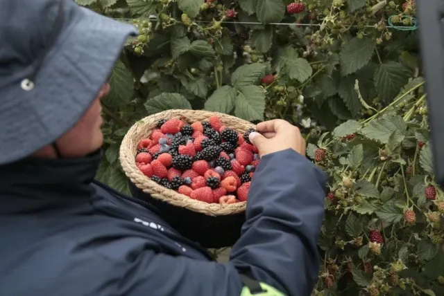 Industria de frutos rojos en Colombia consolida crecimiento sostenido ...