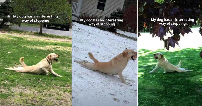 Owner Reveals Dog's Strikingly Interesting Way of Stopping