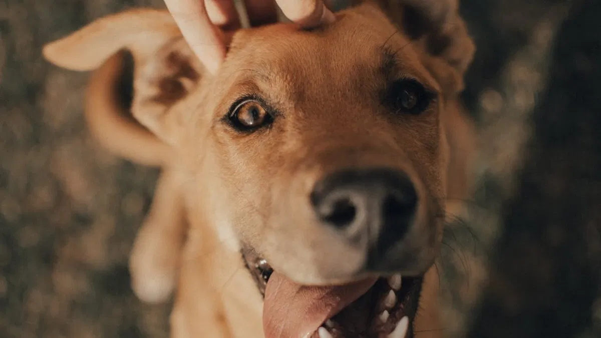 Ola de calor en México: 9 claves para proteger a tu mascota de pulgas y ...
