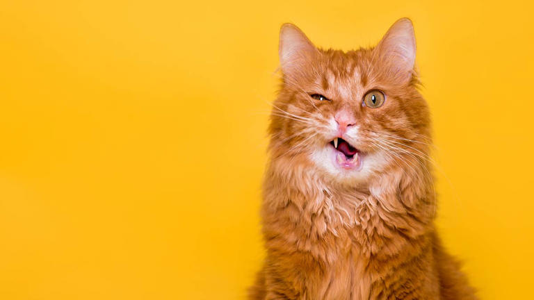 Cheeto the orange cat is facing a warranty claim after this hilarious ...