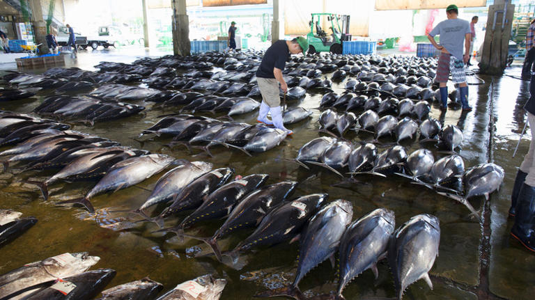 10 best cuts of tuna to use for sushi and sashimi