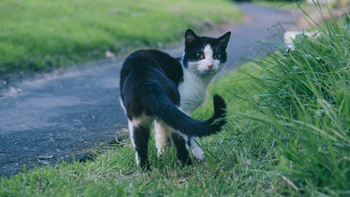 Quand mon chat découvre qu'il n'est pas le centre du monde