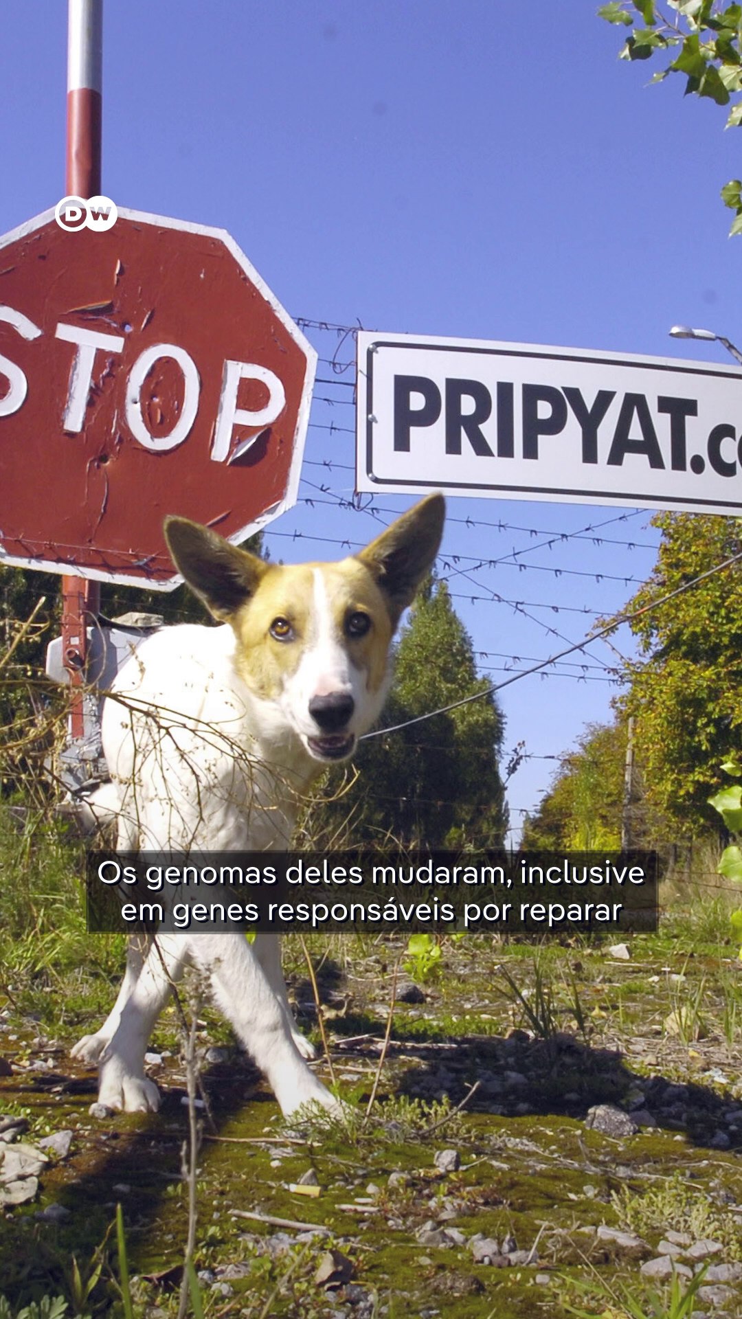 Chernobyl não acabou