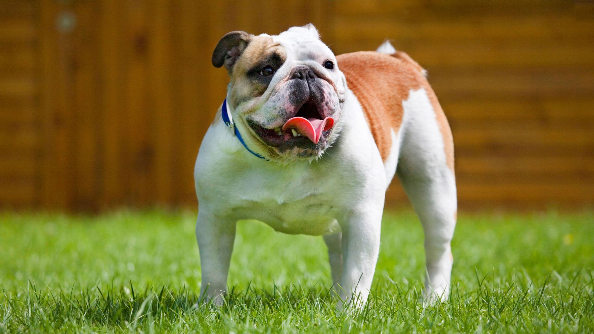 Lazy dog breeds that live life in the slow lane