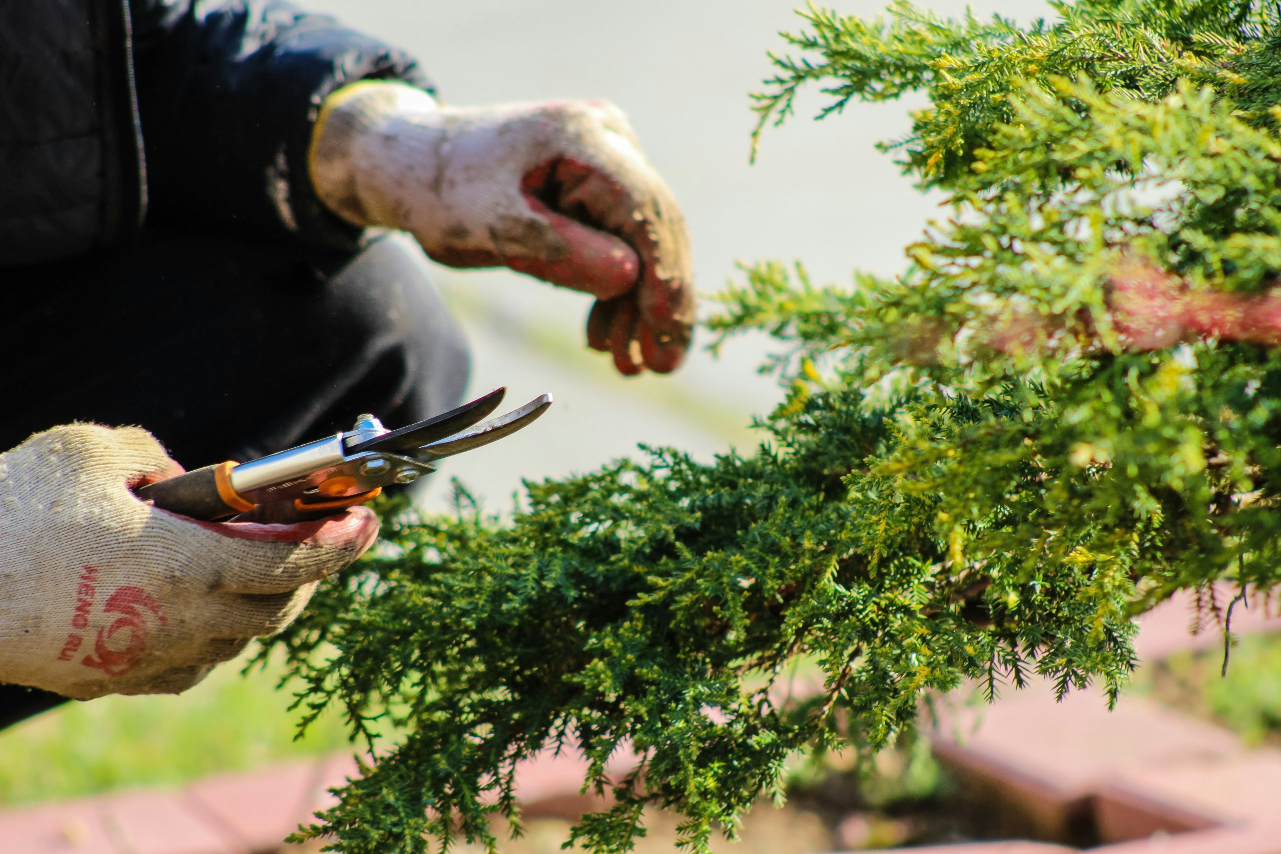 13 spring garden tasks to do this weekend