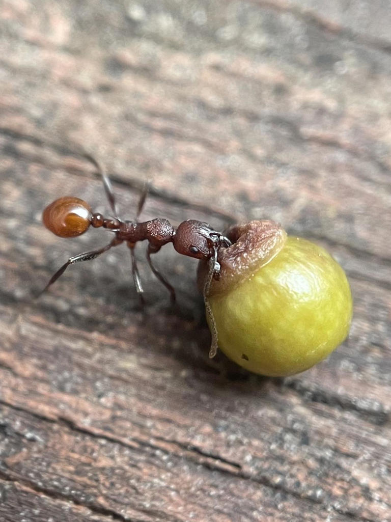 An 8-year-old boy spotted “seeds” in his backyard and accidentally ...