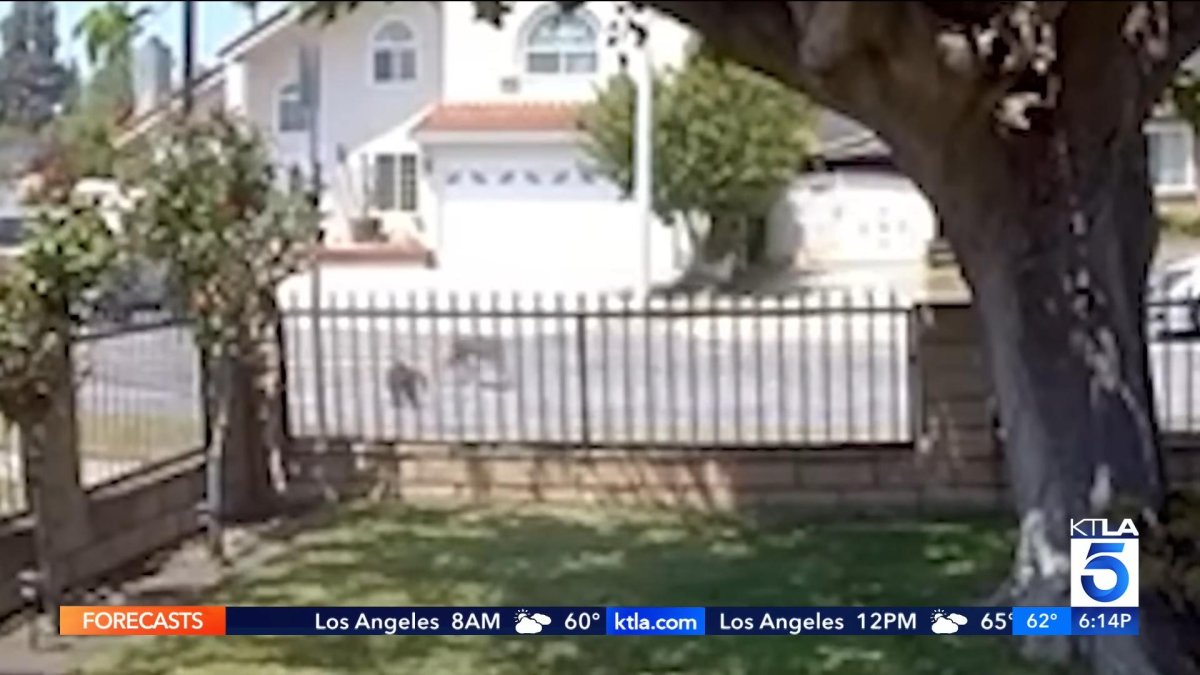 Watch: California cat's successful coyote defense caught on camera