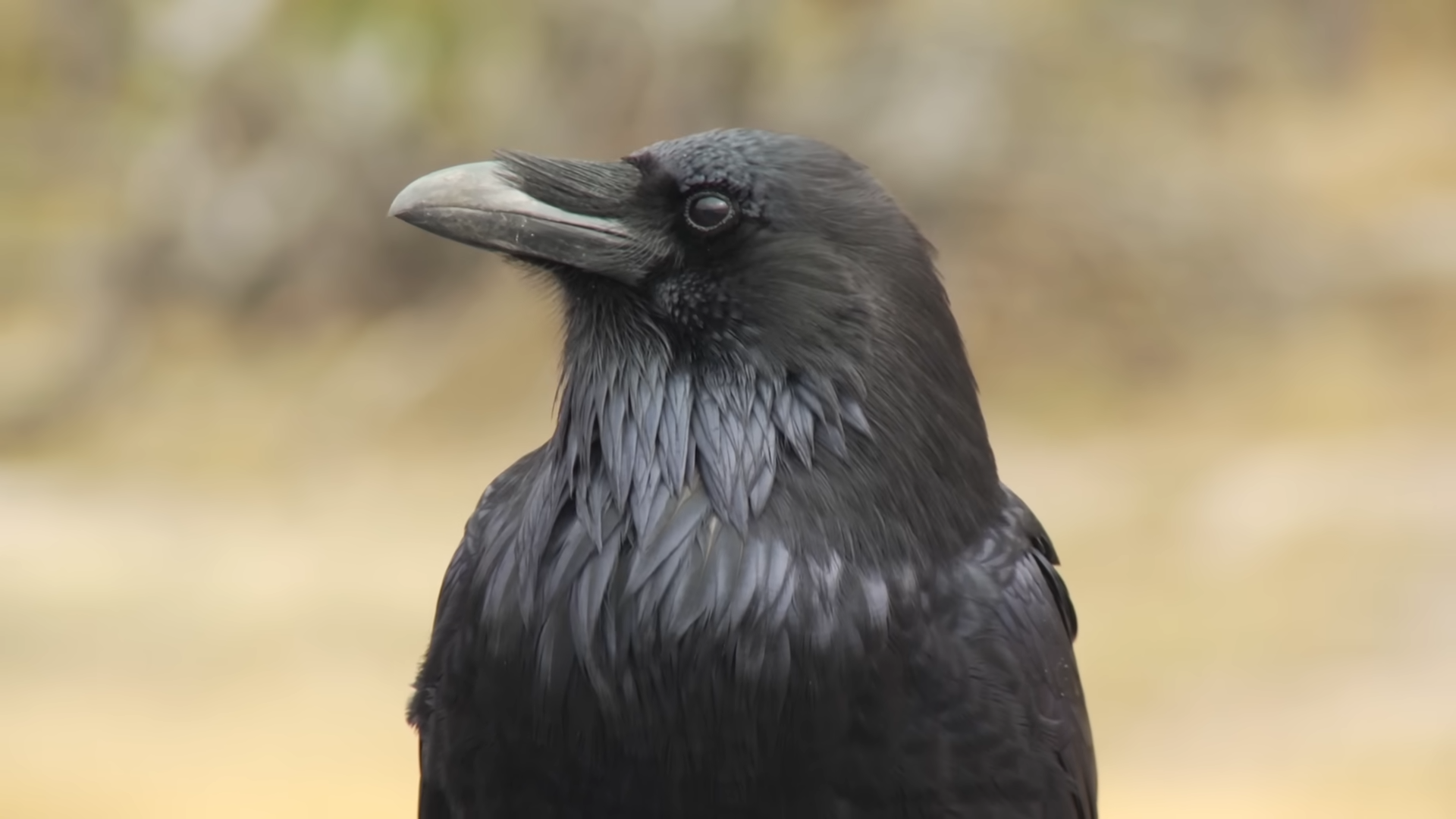 This bird thinks like a 7-year-old human – and uses tools