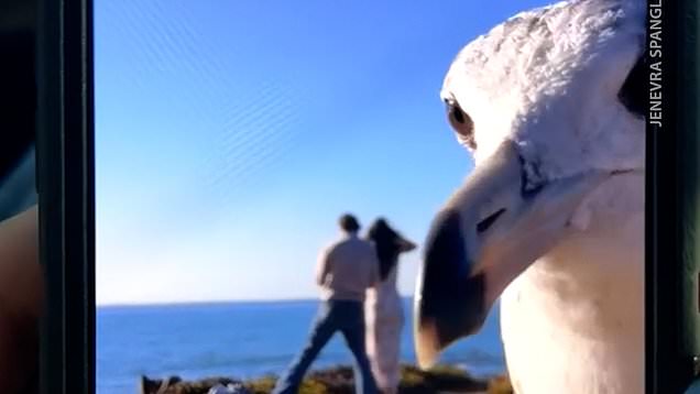 Seagull steals spotlight during couple's proposal