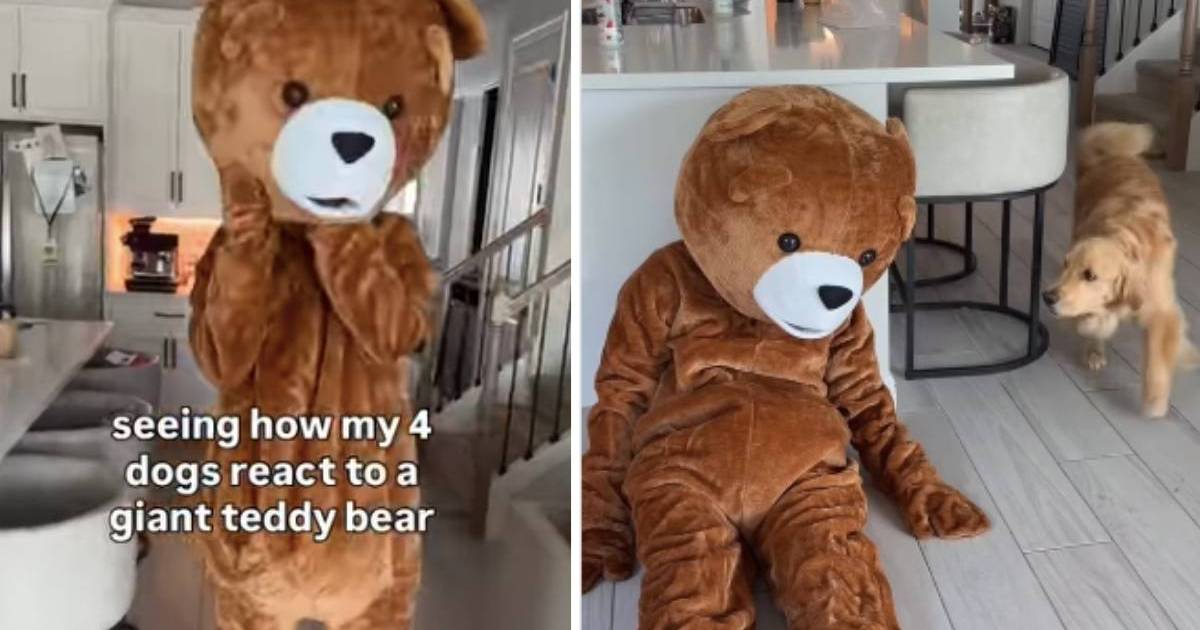 Four dogs react to dad dressed as ‘giant teddy bear’