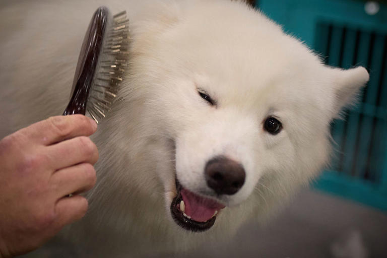 Happiest dogs 2026: Here are the 12 breeds of adorable dog that are ...