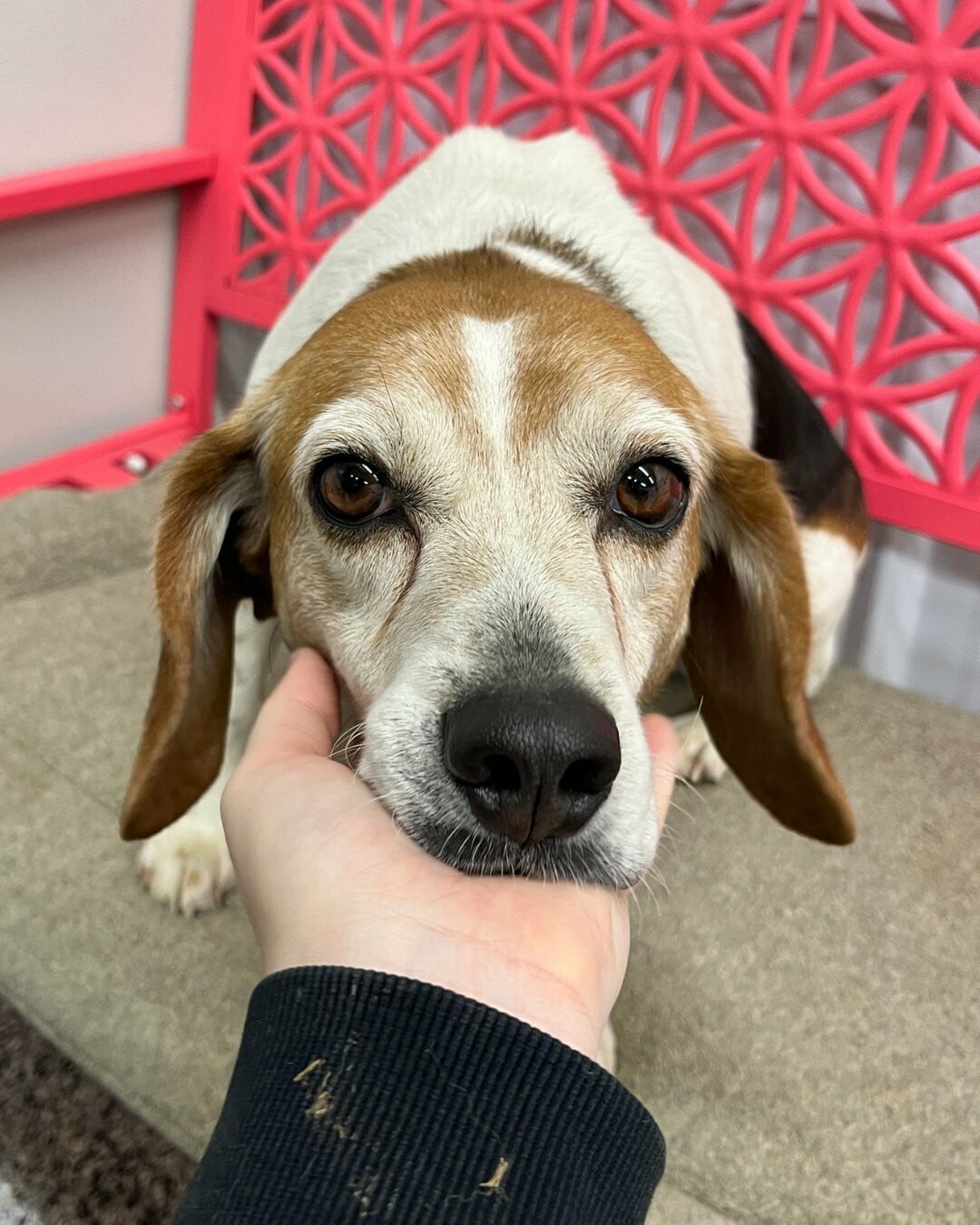 ΗΠΑ: 1.500 σκυλιά beagle διασώθηκαν από εργαστήριο πειραμάτων