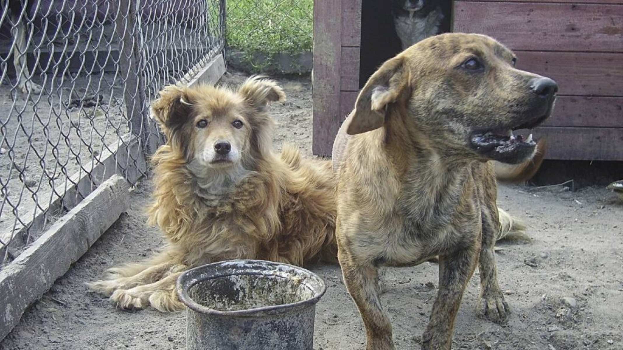 Cão que late demais pode gerar punição? Veja o que diz a lei sobre ...