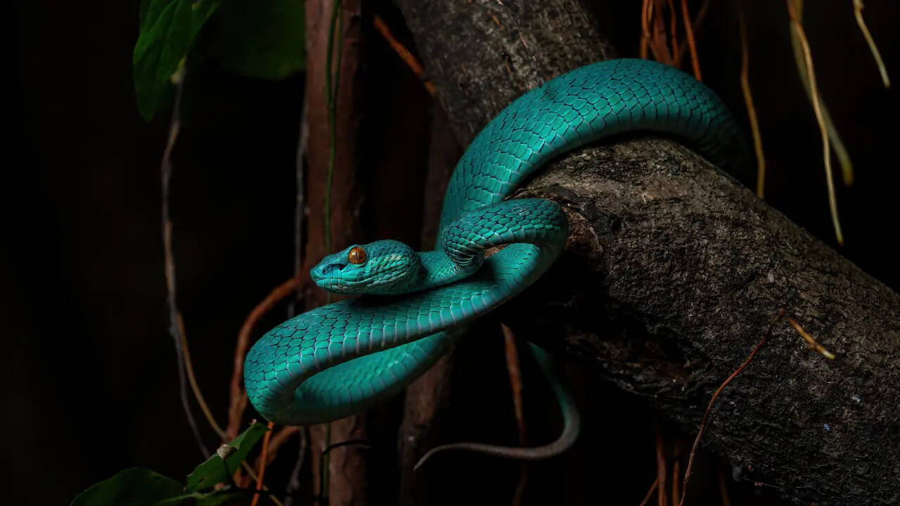 Most striking blue snakes found around the world