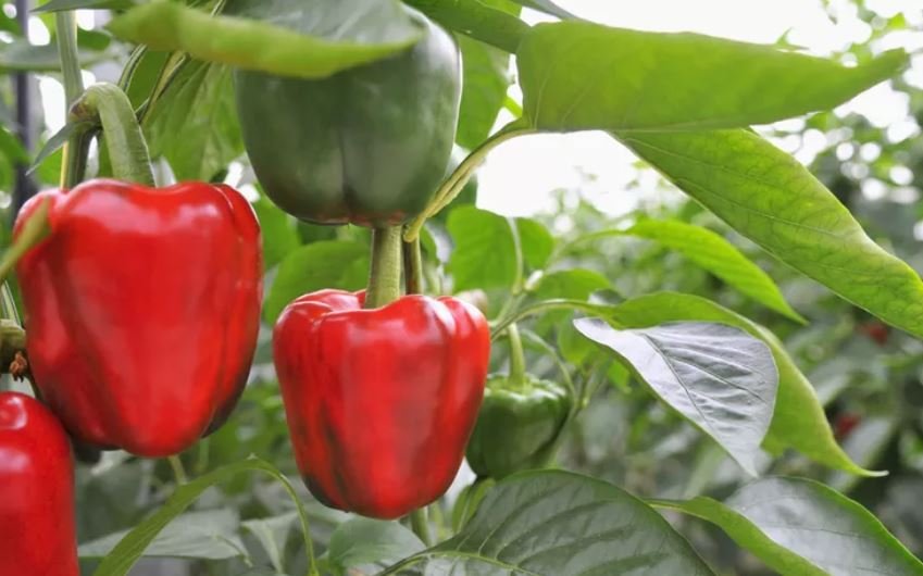 6 companion plants that help peppers grow bigger and better