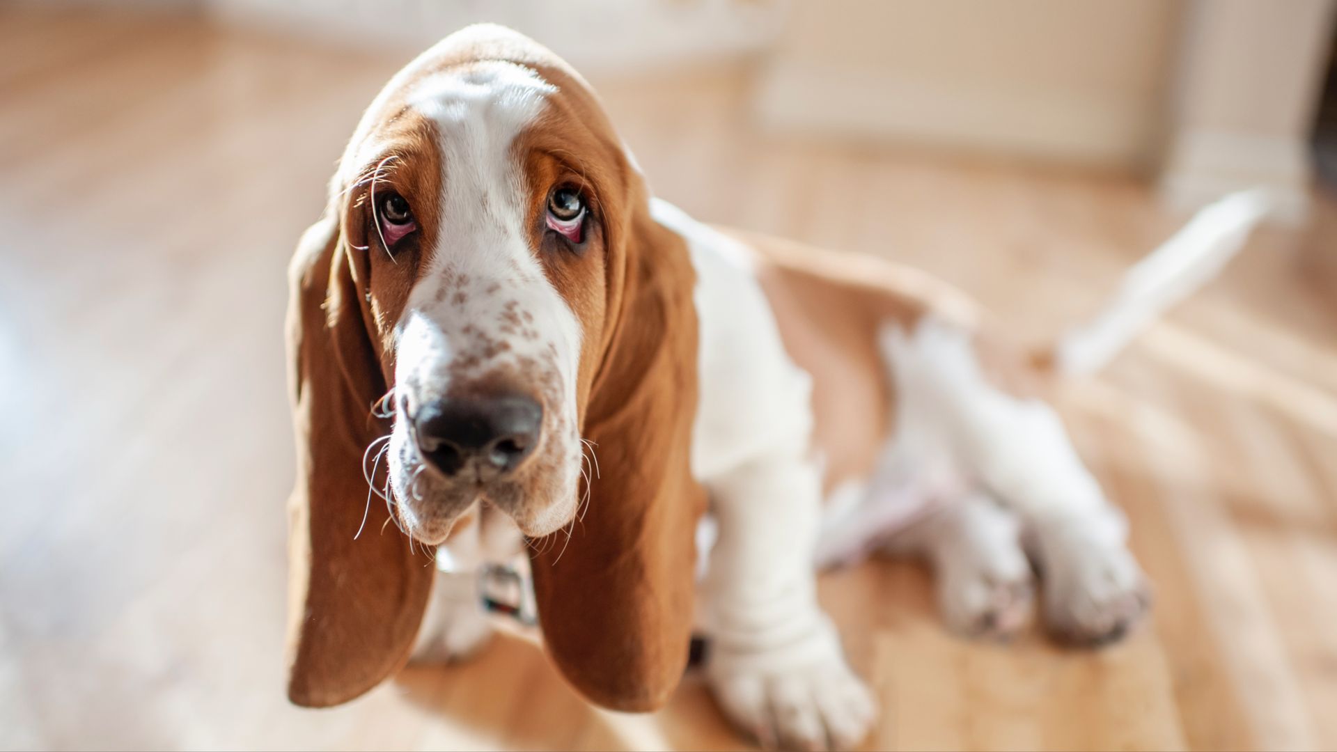 Lazy dog breeds that live life in the slow lane