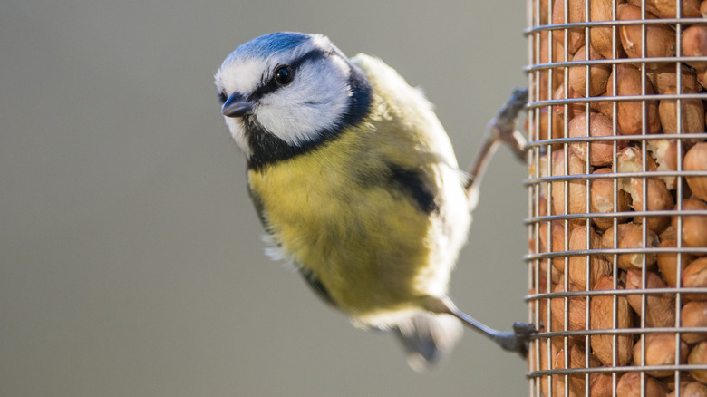 Common things you may be doing that could actually hurt birds
