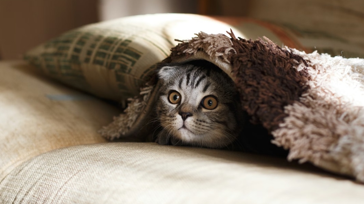 10 warning signs your cat may be stressed (and how to help)