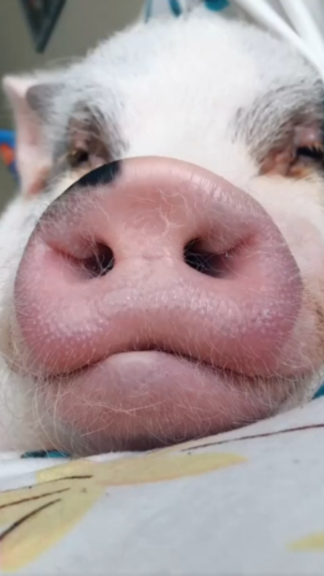This adorable pig is stealing hearts everywhere