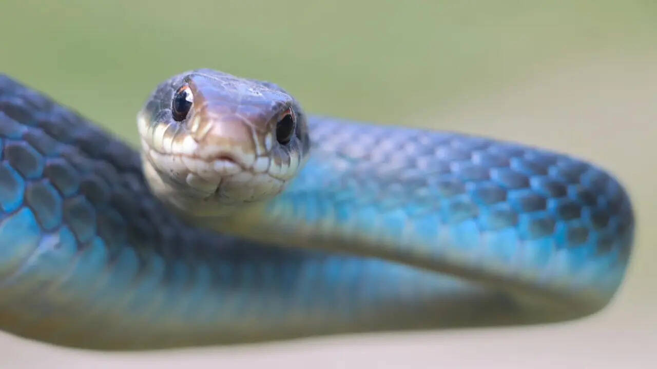 Most striking blue snakes found around the world