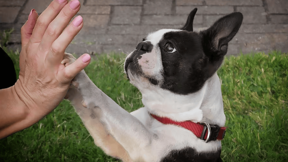 8 things your dog is trying to tell you when he puts his paw on you