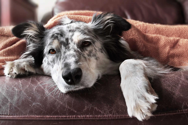 ¿Su perro actúa raro? El alzhéimer canino existe y estas son las ...