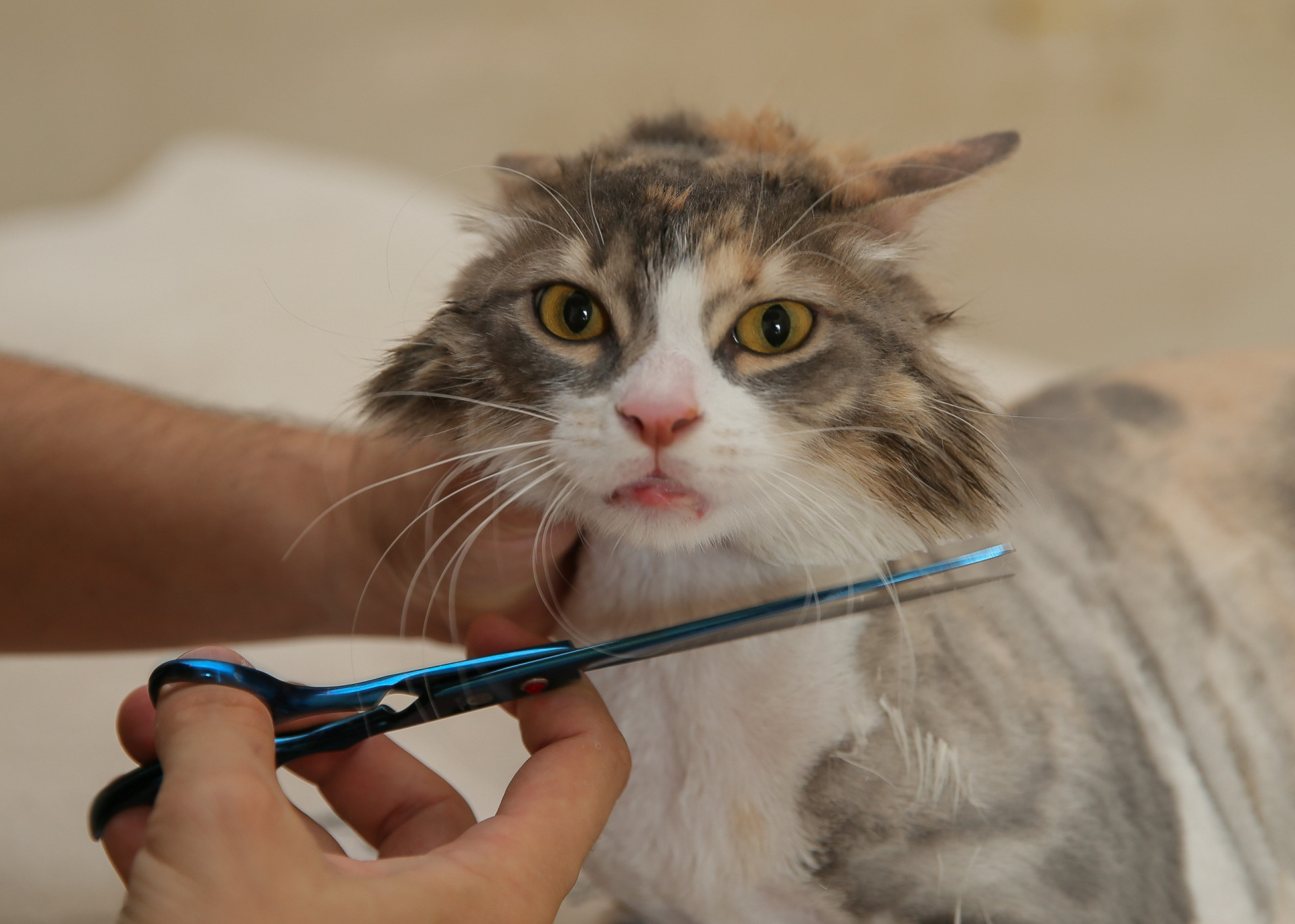Things humans do that cats hate