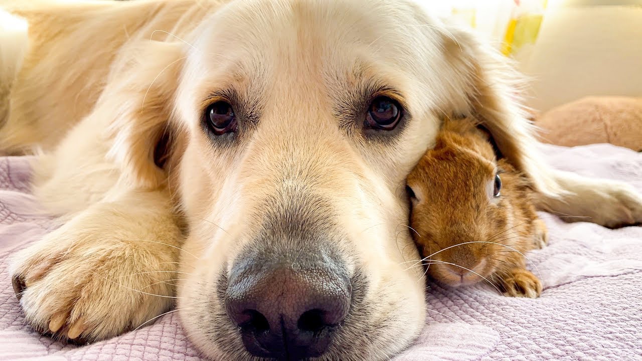 Golden retriever becomes safe place for little rabbit