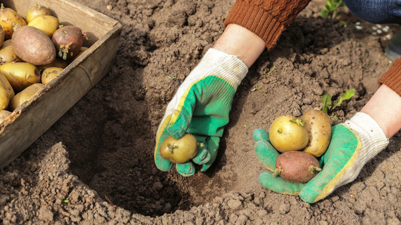 8 false facts about sprouted potatoes you thought were true