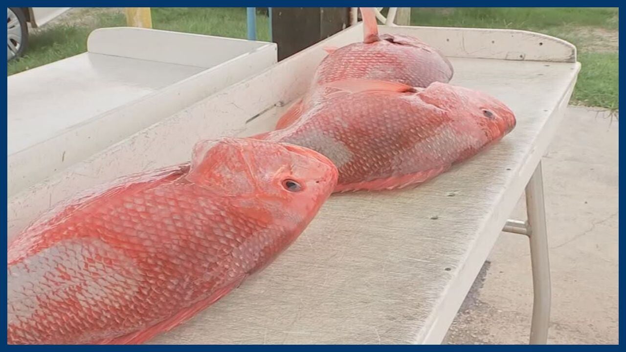 President Trump approves extended red snapper season for Florida fishermen